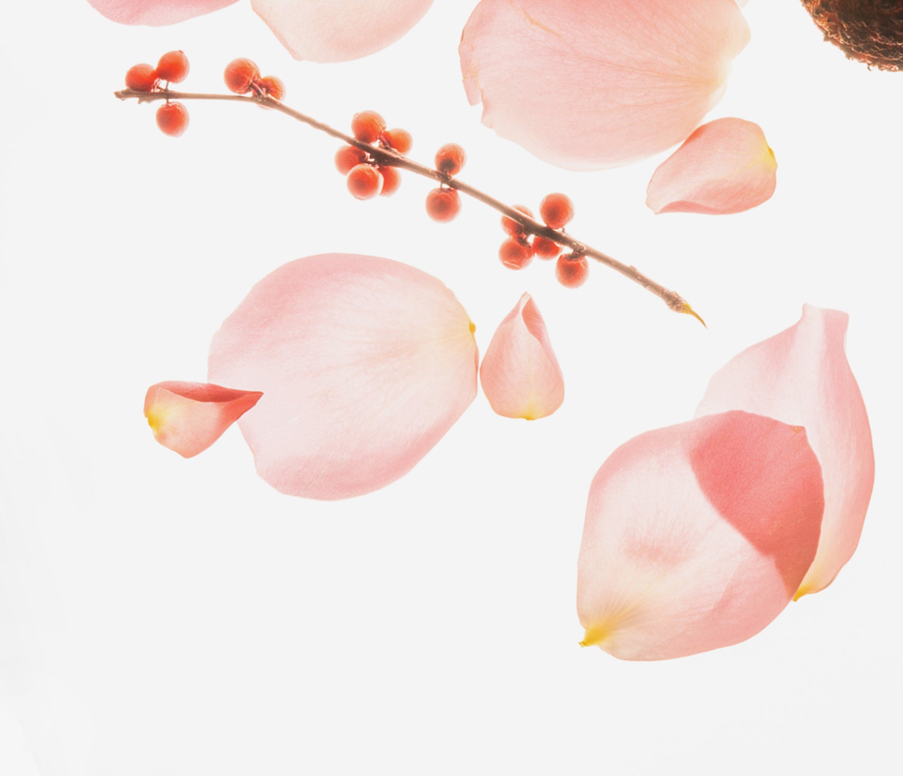 Glow Mist Rosewater – Touchland