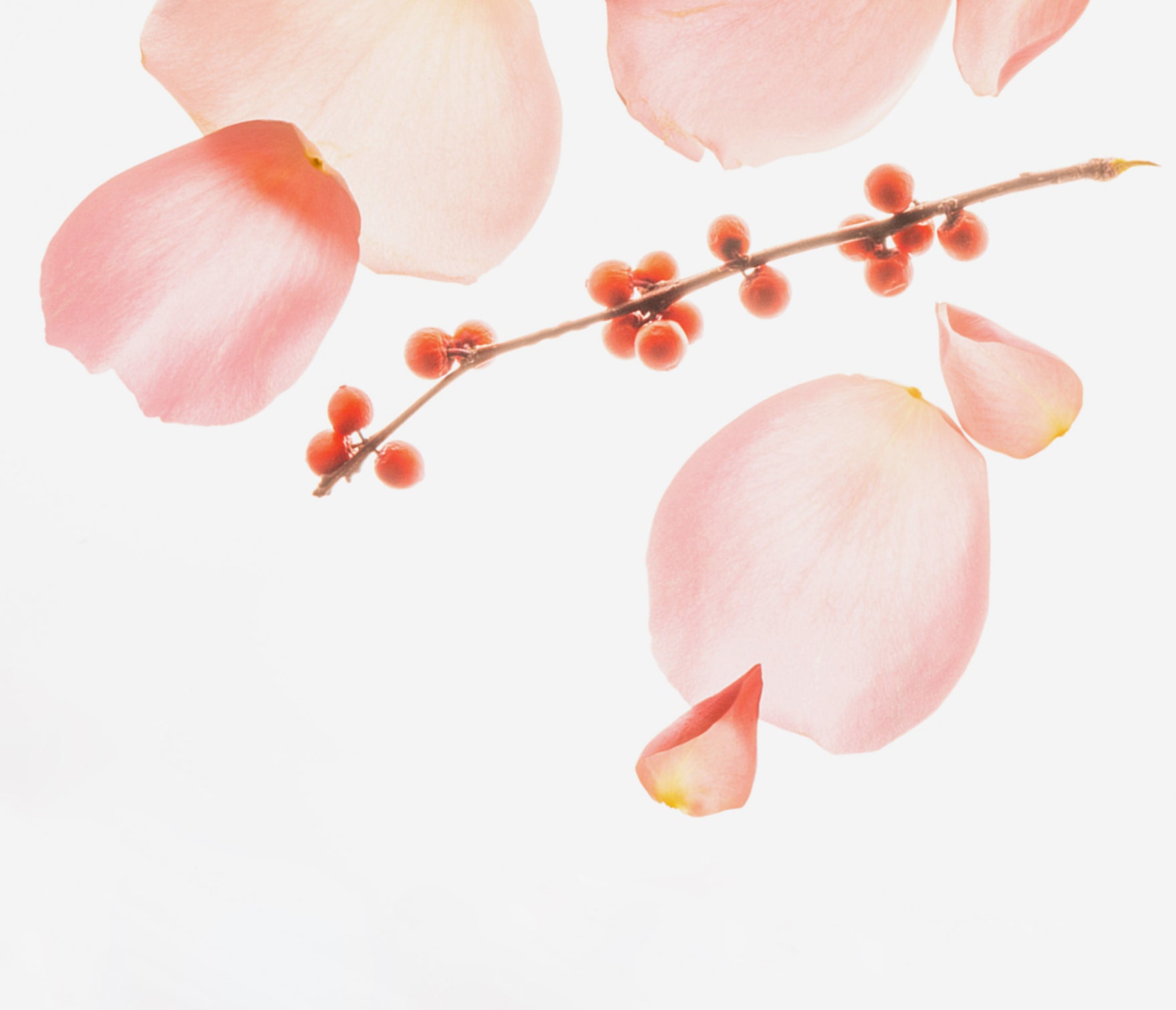 Glow Mist Rosewater – Touchland