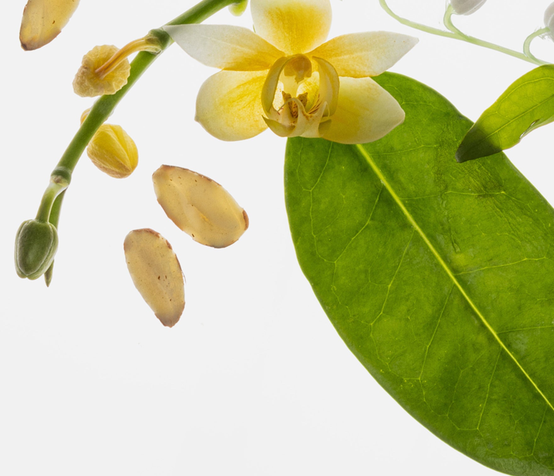 Vanilla Velvet Power Essence Body & Hair Fragrance Mist – Touchland